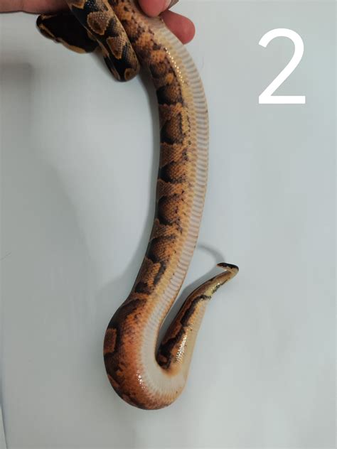 Help Identify Some Of My Hatchlings Pleasethank You Ball Pythons MorphMarket Reptile Community