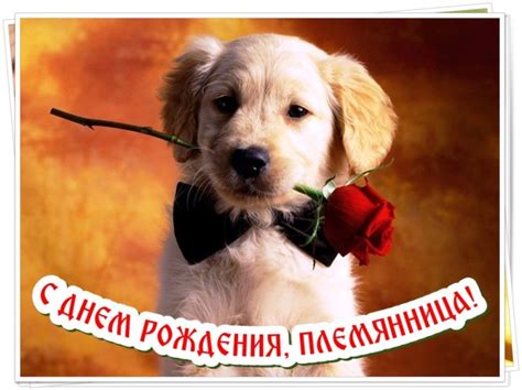 Прикольные открытки Племяннице с Днем рождения