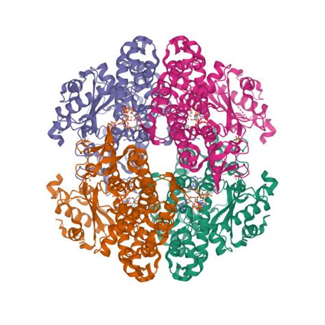 Rcsb Pdb 6txc Crystal Structure Of Tetrameric Human Wt Samhd1