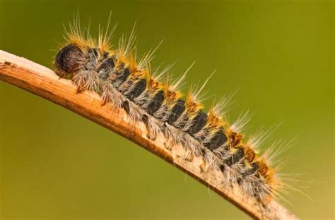 Processionaria Cani Sintomi Terapia E Cosa Fare Con Immagini