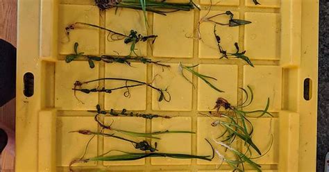 Plants Album On Imgur
