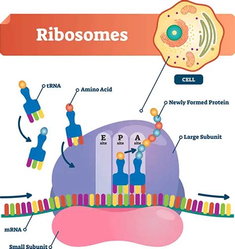 Non Coding Rna 인코덤 생물정보 전문위키 Non Coding Rna 인코덤 생물정보 전문위키