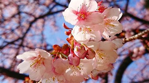 Kepo Soal Ciri Dan Fakta Menarik Bunga Sakura Mampir Sini Aja Kepogaul