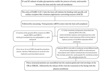 Viral Replication Inside The Host Cell Download Scientific Diagram