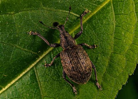 How To Identify And Eliminate Orange Tree Pests Minneopa Orchards