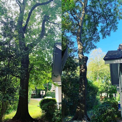 Before And After Pruning To Mighty Fine Tree Care