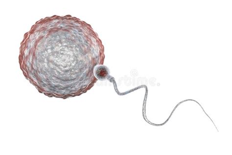 Fertilization Of Human Egg Cell By Spermatozoan Stock Illustration