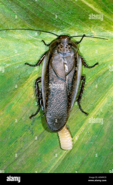 Tropical Cockroach Cf Blaberus Spec Banana Leaf With Cocoon Stock