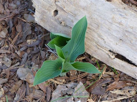 Hosta Fertilizer Needs Information About Feeding Hostas Gardening