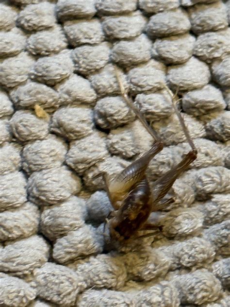 Central Texas Found Dead Help Its Weird Looking Rwhatsthisbug