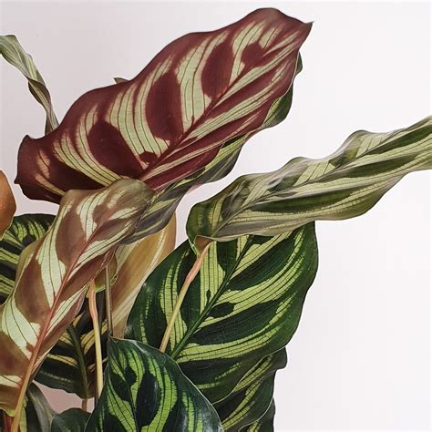 Calathea Makoyana Tropical House Plant Plantandpot Nz