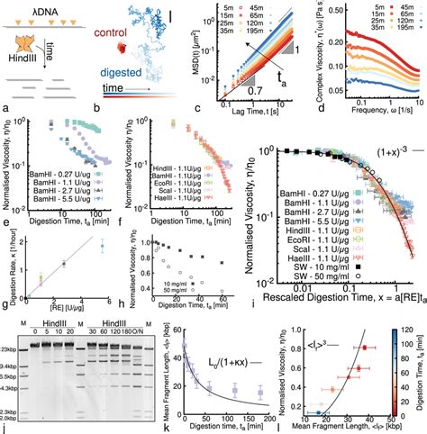 Solutions Of Entangled Linear λ Dna Undergoing Digestion Display A