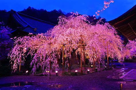 毘沙門堂 桜