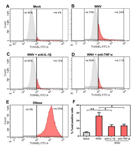 Protection Of Human Neuroblastoma Cell Line Sk N Sh Toxicity As