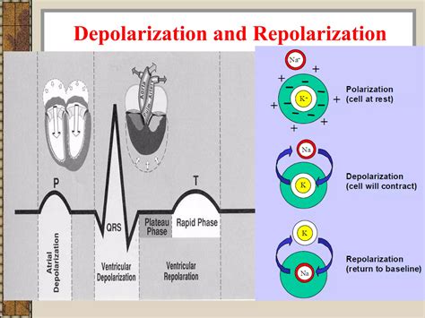Ecg For Nurses Ppt
