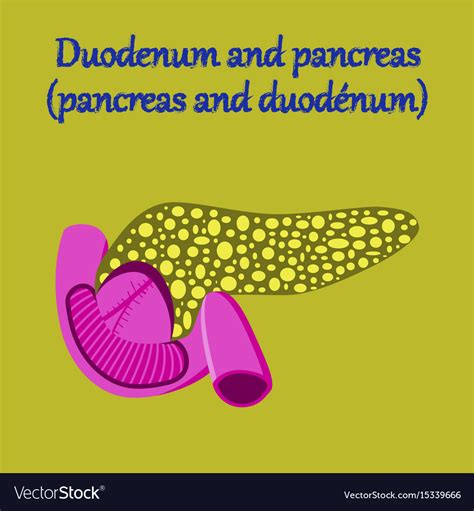 Human Organ Icon In Flat Style Duodenum Royalty Free Vector
