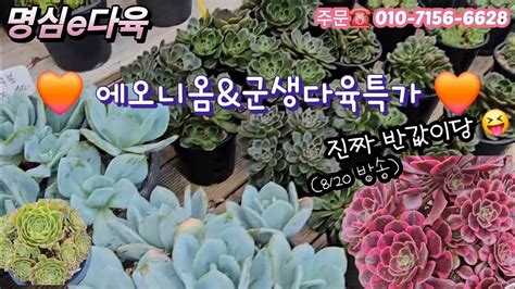 명심e 에오니옴and군생다육 특가입니다♡820수 Youtube