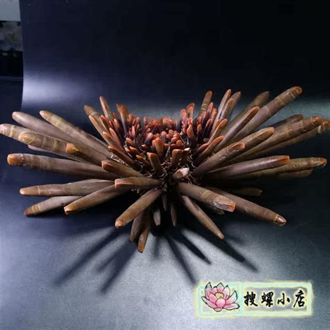 石笔海胆沙海胆环刺海胆大山谷图库