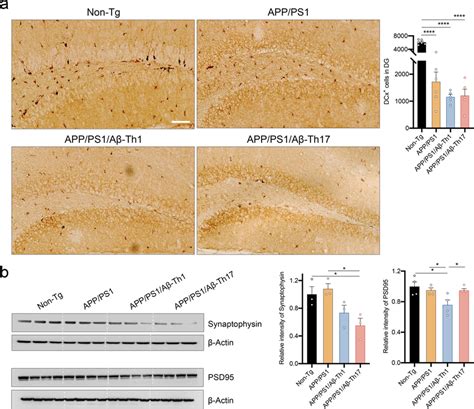 Aβ Th1 And Aβ Th17 Cells Affect Neurogenesis And Synaptic Plasticity In