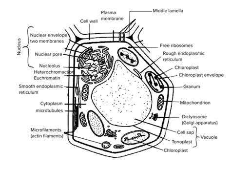 Plant Cells Under An Electron Microscope