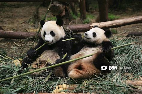 大熊猫 图片 轩视界