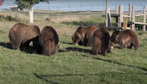 Long Winters Rest Wsu Bears Begin Hibernation Wsu Insider