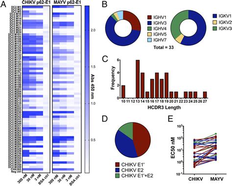 Sequence And Reactivity Profiles Of Mabs Isolated From Mayv Reactive B