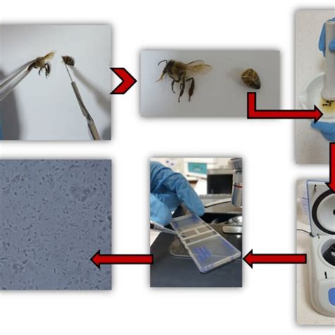 A Nosema Spp Infected Honey Bees Arrow Shows Midgut Of Bee B
