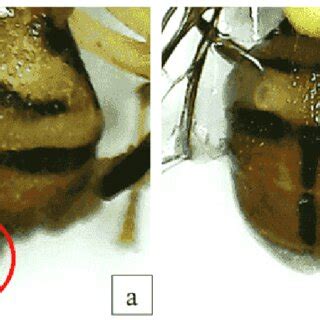 Morphological Differences Of Female And Male Fruit Fly A Female Download Scientific Diagram