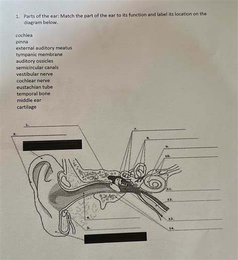 [solved] 1 Parts Of The Ear Match The Part Of The Ear To Its Function