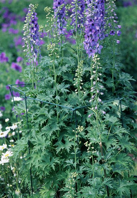 Delphinium With Pericarp Supports Photograph By Friedrich Strauss