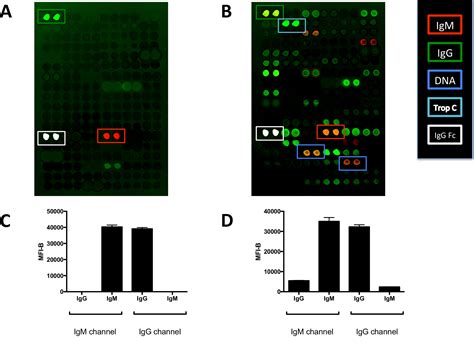 Generation Of Two Color Antigen Microarrays For The Simultaneous