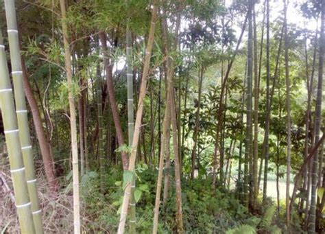 雷竹亩产量多少斤 植物说