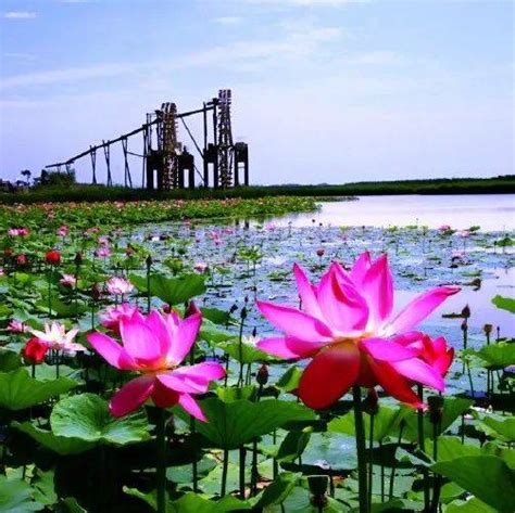 每日图说 鸣翠湖国家湿地公园中国张方李海龙