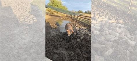 Свиньи живым весом купить в Белой Калитве Животные и зоотовары Авито