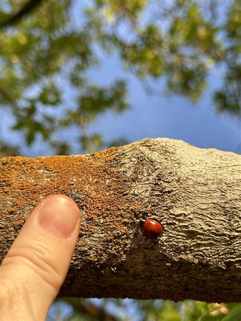 Big Ass Lady Bug Cousin R Bugidentification