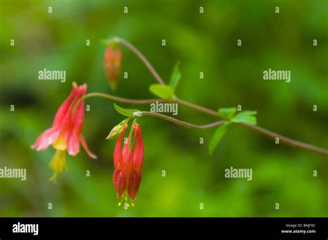 Columbine At The North Carolina Botanical Garden Chapel Hill Stock