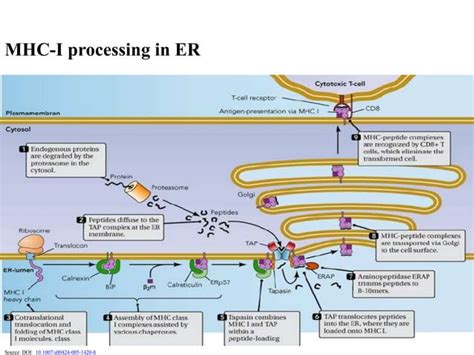 Mhc Structure And Function Pptx