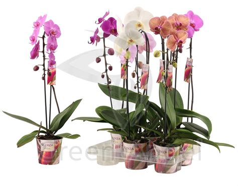 Scenza plants орхидея (50 фото)