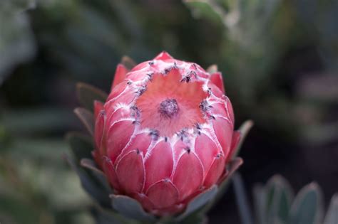 Proteaflora Ecolife Plants