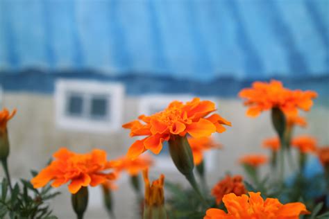 무료 이미지 꽃잎 가을 식물학 노랑 플로라 야생화 닫다 수선화 매크로 사진 꽃 피는 식물 육상 식물 4320x2880 61458 무료 이미지