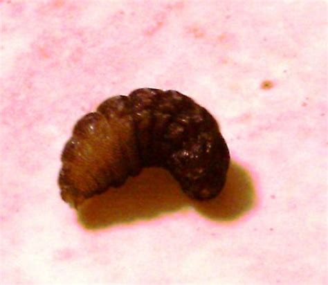 Bot Fly Larva Cuterebra Emasculator Bugguidenet