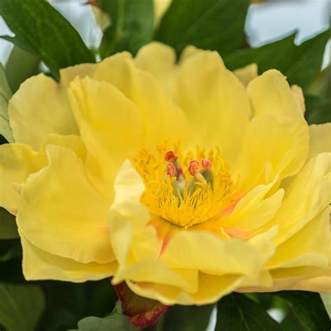 Peony Garden Treasure Itoh Peony White Flower Farm