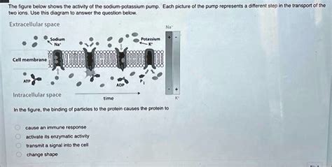 Solved Two Ions Use This Diagram To Answer The Question Below