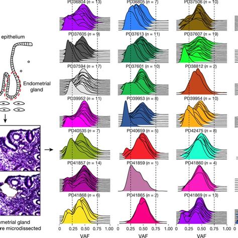 Clonality Of Normal Endometrial Glands Individual Normal Endometrial Download Scientific