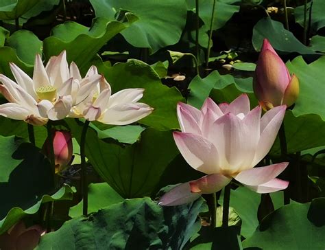又逢洪湖公园荷花飘香时深圳新闻网