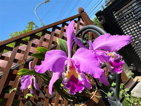 C Mossiae 悪戦苦闘！ ヒロの洋ラン ブログ