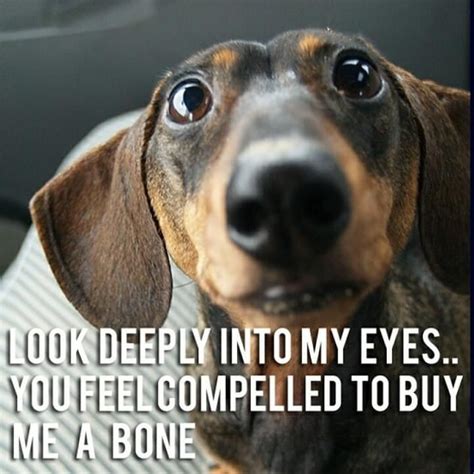 Funny Dachshund Dachshund Memes Funny Animals