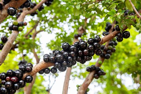 What Is Jabuticaba Taste Health Benefits And Comparison To Other Fruit