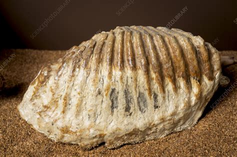Extinct Southern Mammoth Tooth Fossil Stock Image C0604879 Science Photo Library Extinct Southern Mammoth Tooth Fossil Stock Image C0604879 Science Photo Library